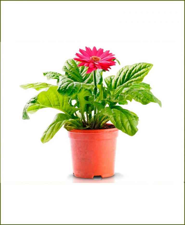 12 Houseplants That Improve Your Indoor Air Quality - Saniservice Blog