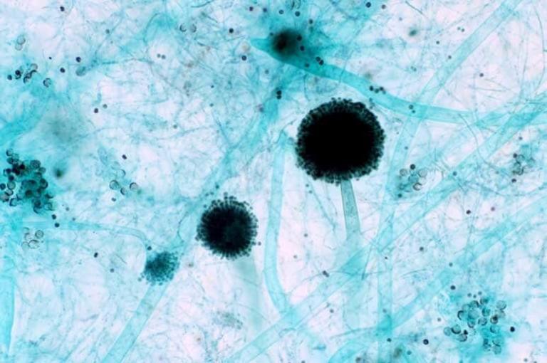 Understanding Mold Toxicity: Unveiling Cellular Mechanisms